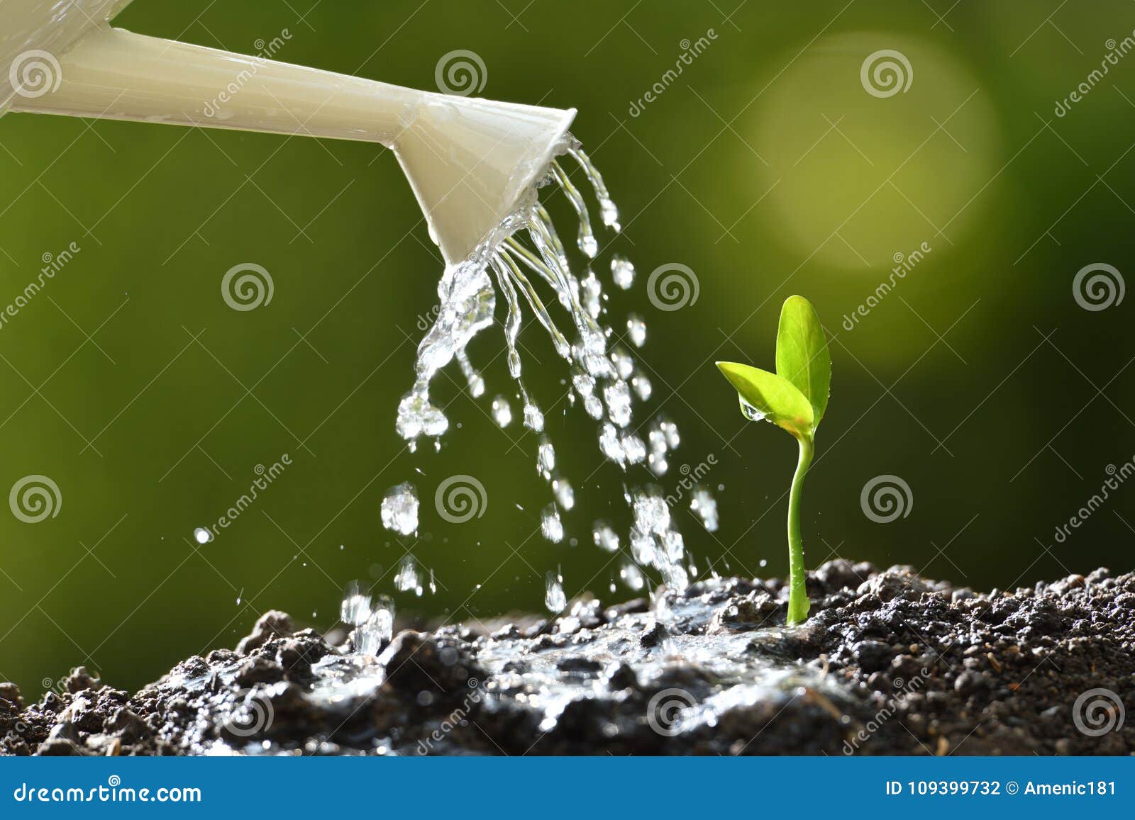 Brote Regado De Una Regadera Foto de archivo - Imagen de planta, vida ...