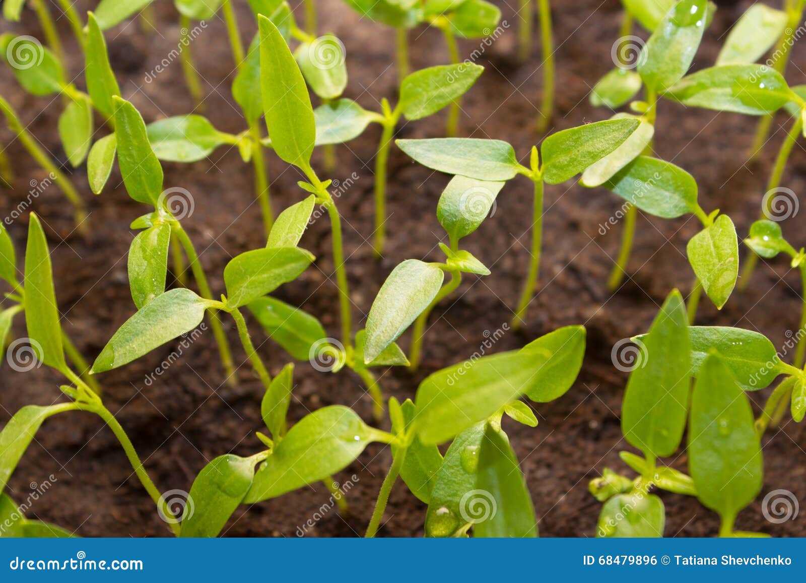 Brote Verde Joven Que Crece De La Semilla Foto de archivo - Imagen de ...