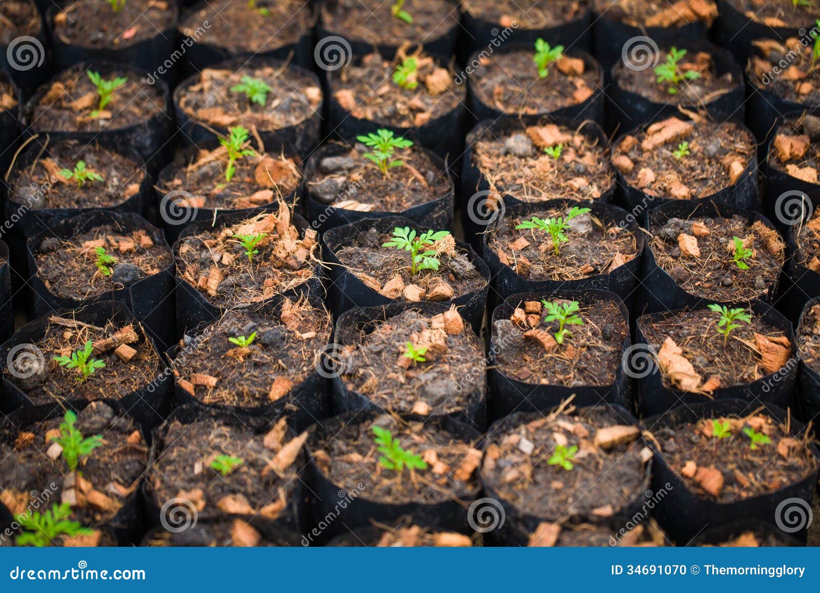 Brote Verde Que Crece De La Semilla Foto de archivo - Imagen de ...