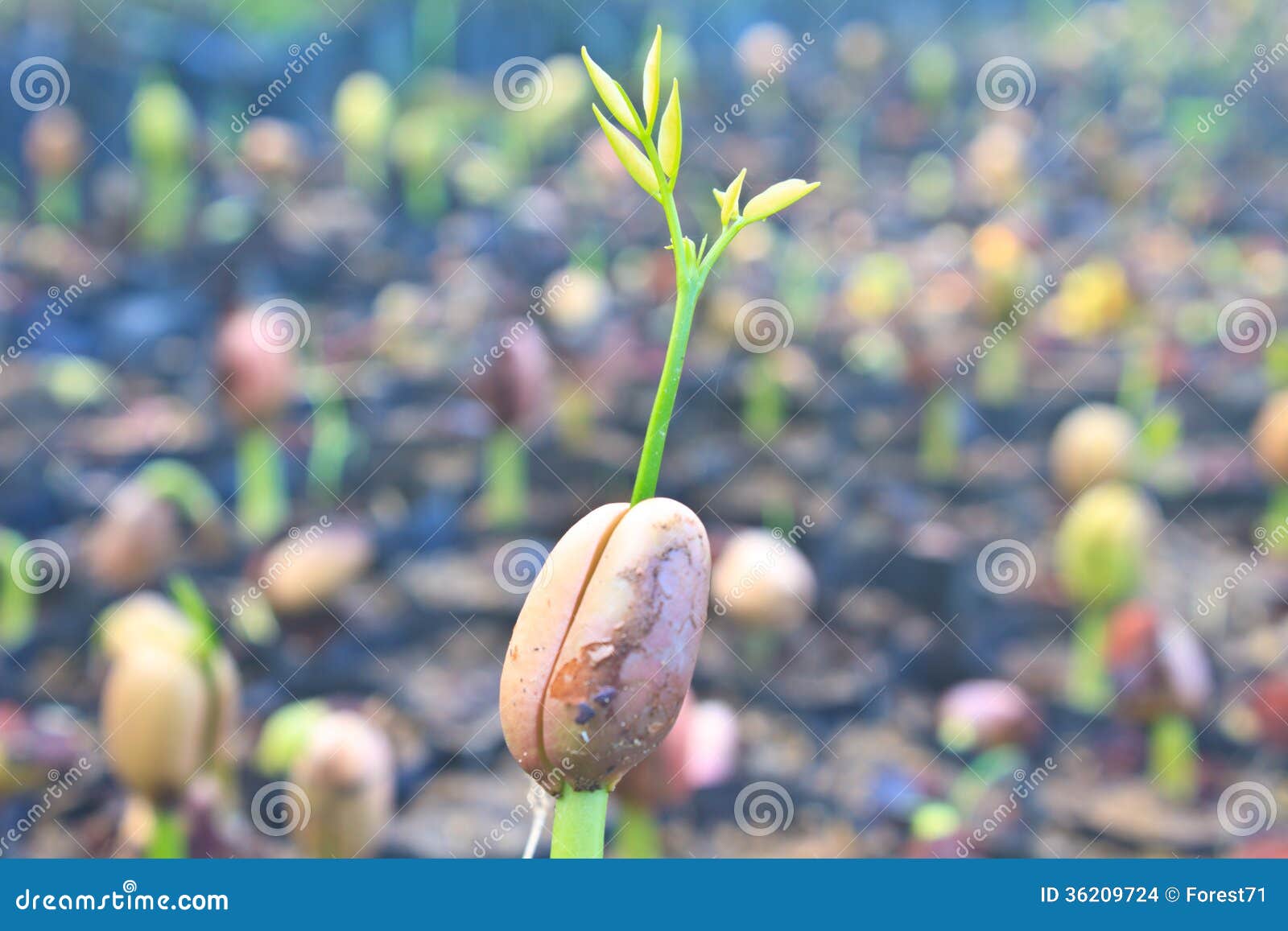 Brote Verde Que Crece De La Semilla Foto de archivo - Imagen de ...
