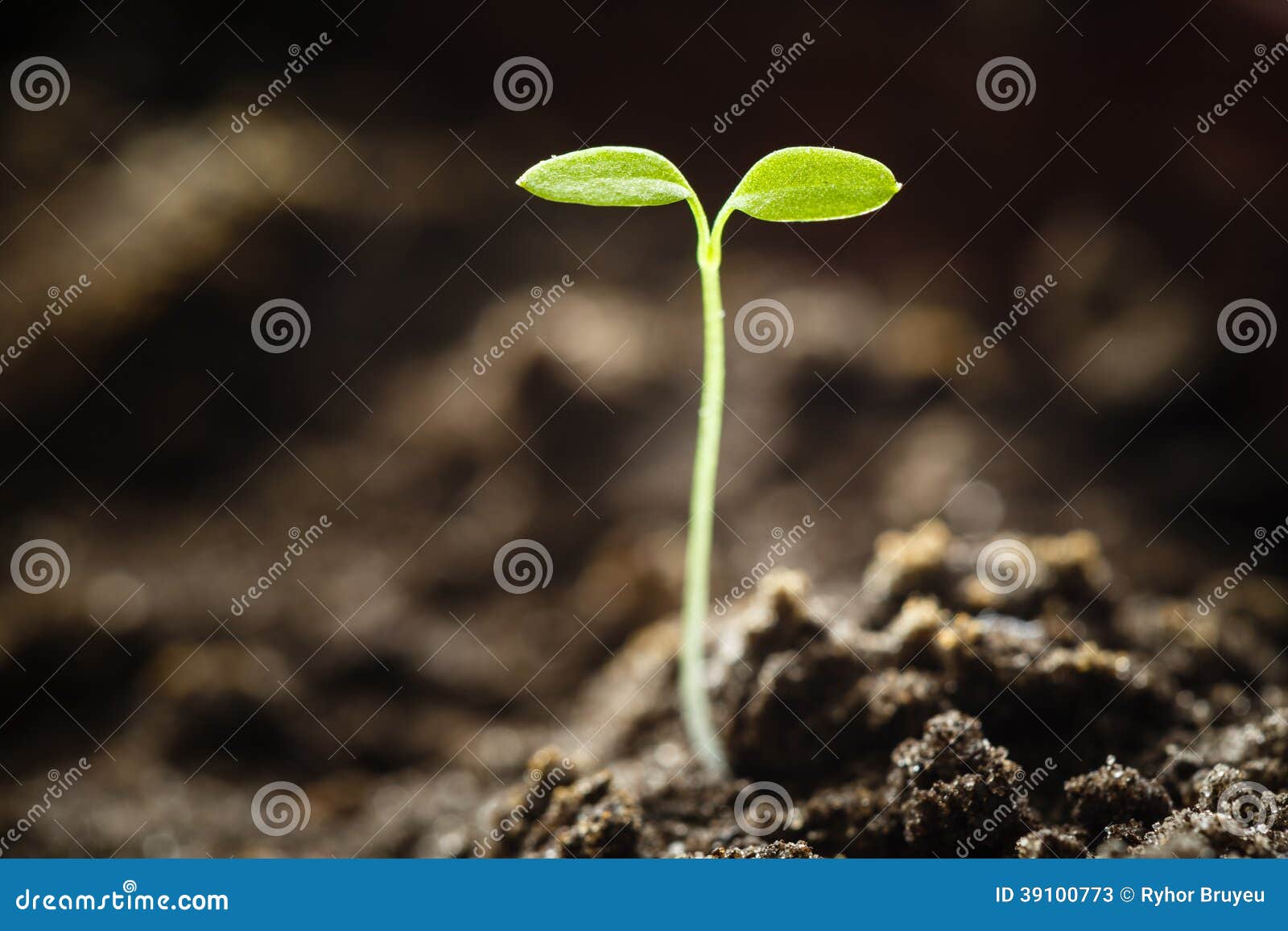 Brote Verde Que Crece De La Semilla Imagen de archivo - Imagen de ...