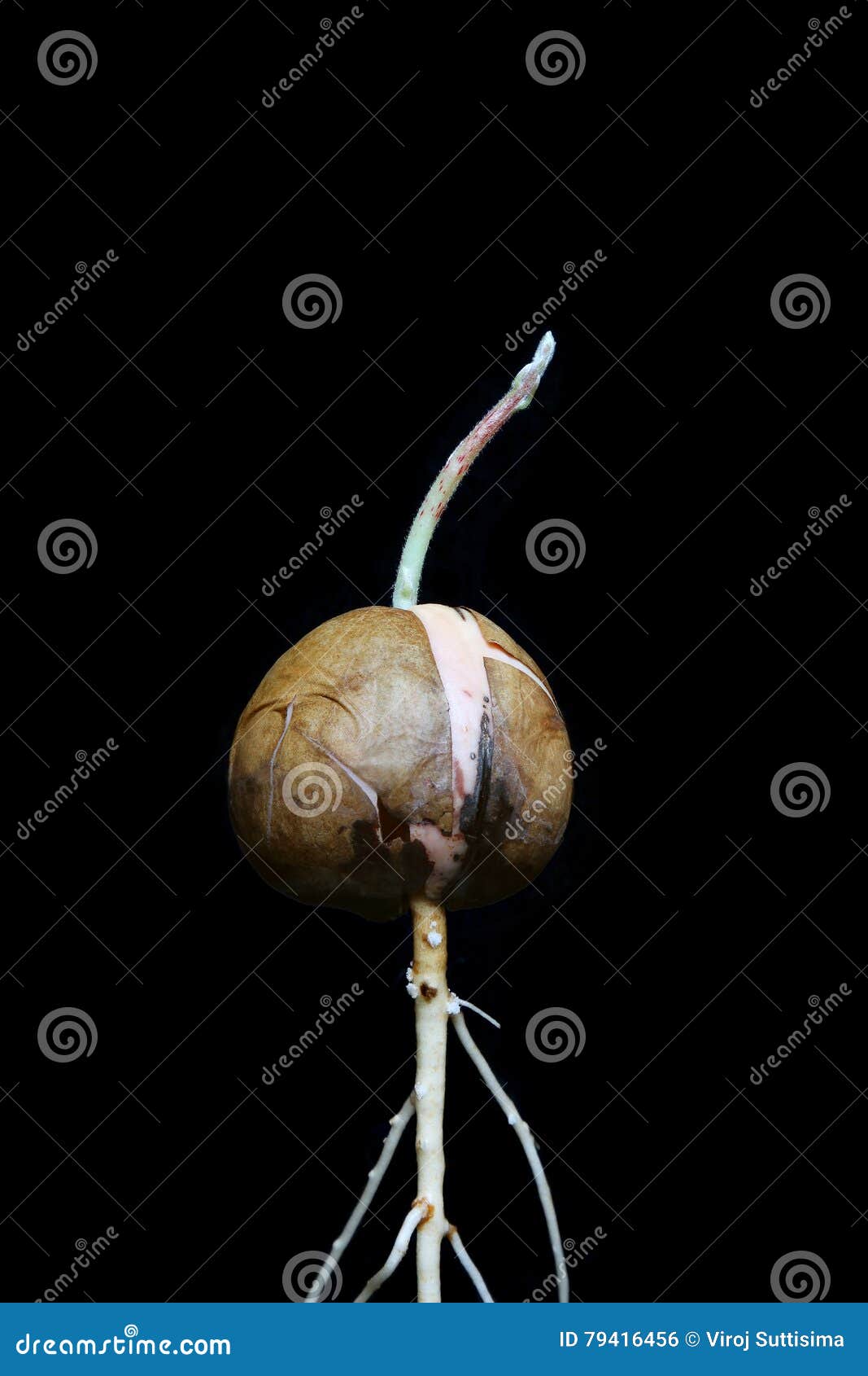 Brote y raíz del aguacate foto de archivo. Imagen de blanco - 79416456