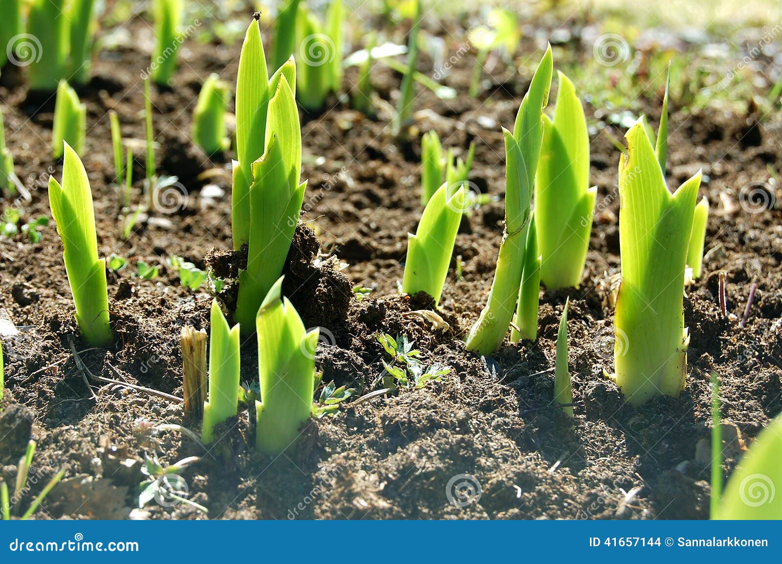 Brotes foto de archivo. Imagen de verde, cubo, plantas - 41657144