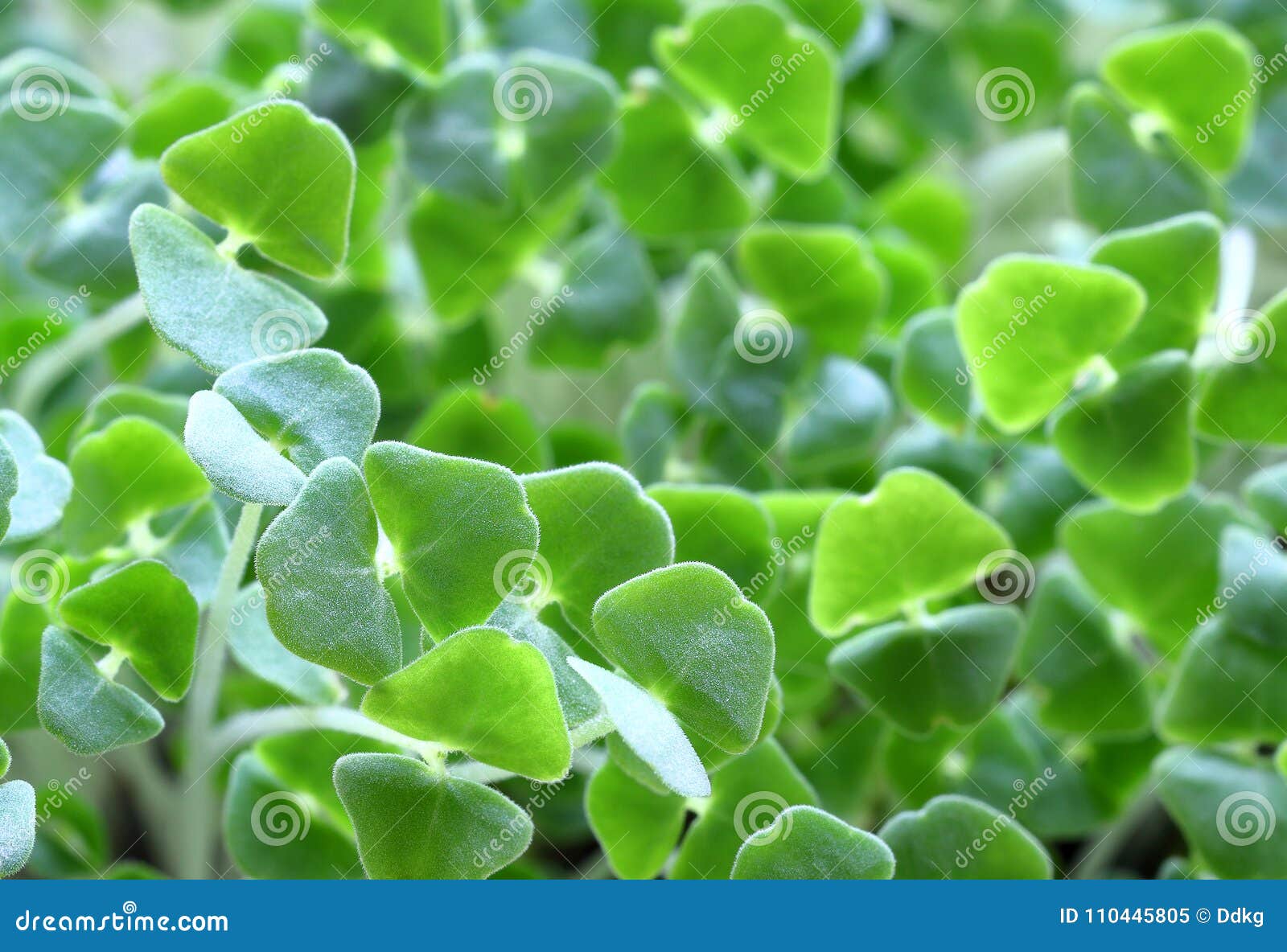 Brotes de Chia imagen de archivo. Imagen de micro, verdes - 110445805