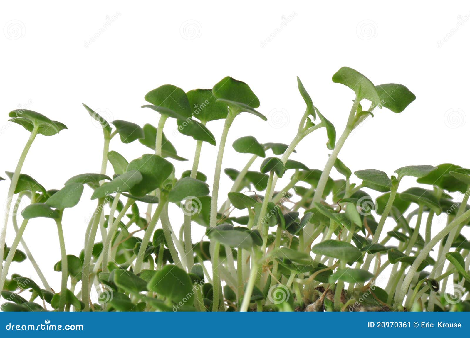 Brotes de Chia imagen de archivo. Imagen de salud, plato - 20970361