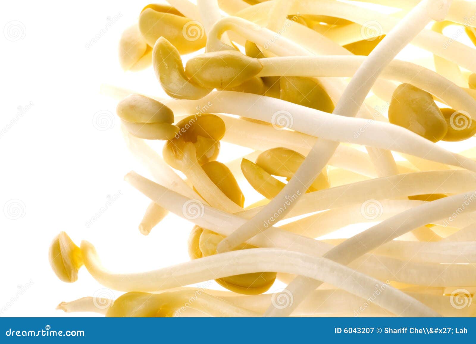 Brotes de haba de soja imagen de archivo. Imagen de comida - 6043207