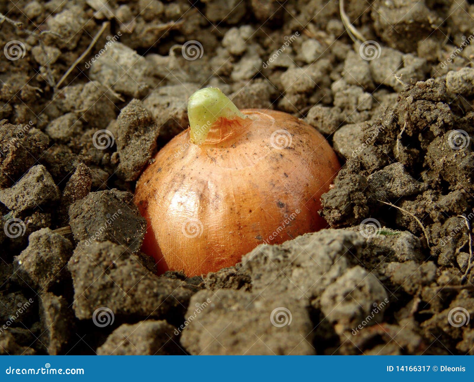 Brotes Del Bulbo De La Cebolla Imagen de archivo - Imagen de cocina ...
