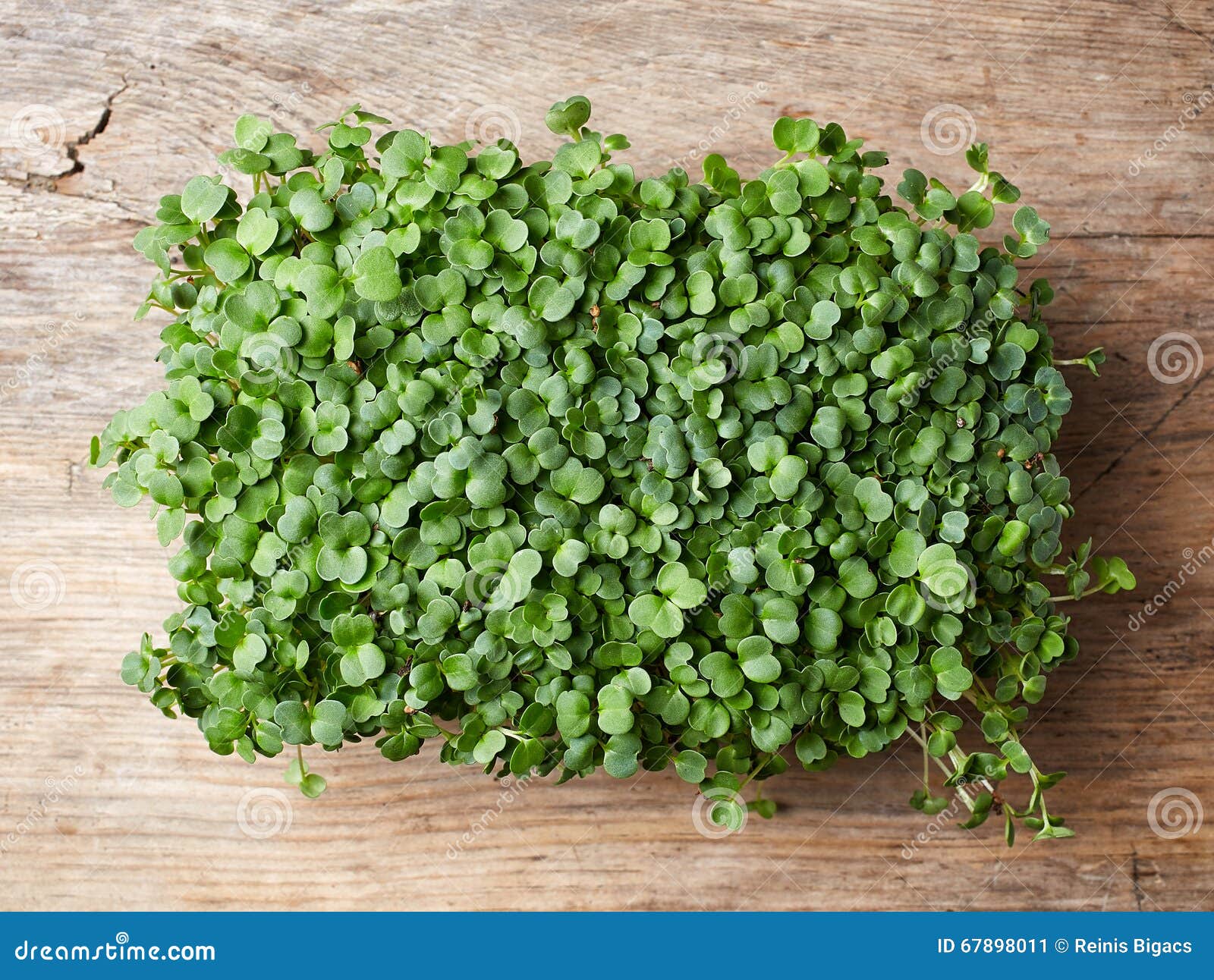 Brotes frescos del arugula imagen de archivo. Imagen de hojas - 67898011