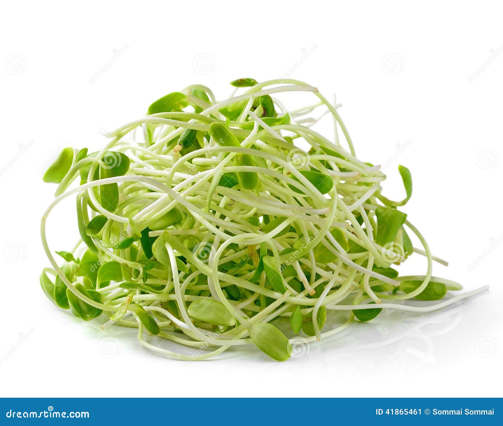 Brotes Jovenes Verdes Del Girasol Imagen de archivo - Imagen de brote ...