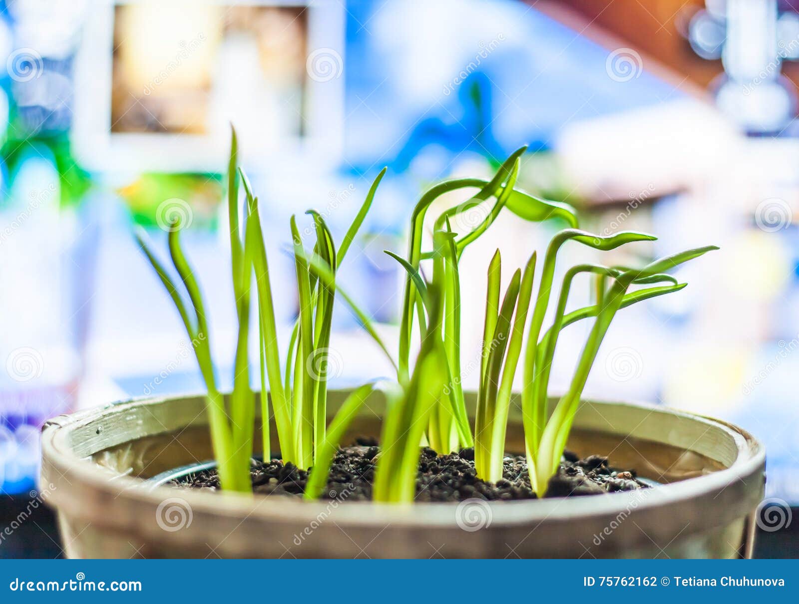 Brotes Jovenes Verdes En Un Pote Foto de archivo - Imagen de color ...