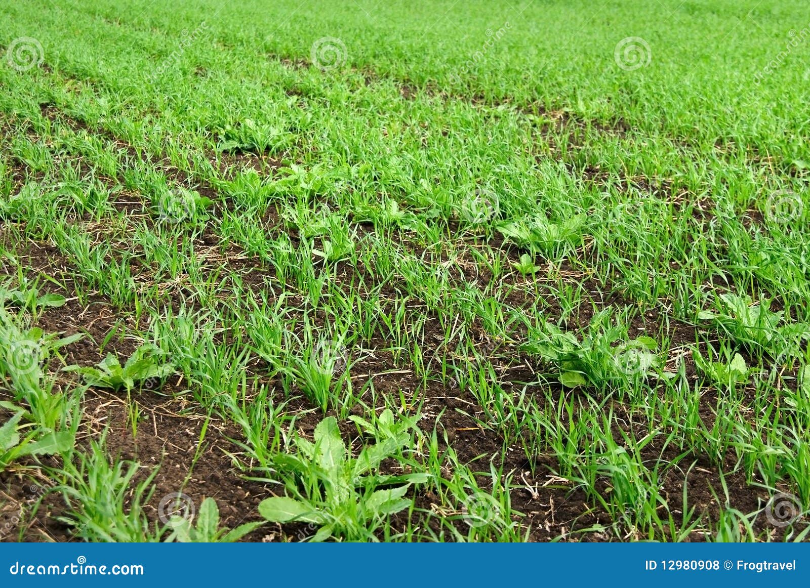 Brotes verdes foto de archivo. Imagen de joven, resorte - 12980908