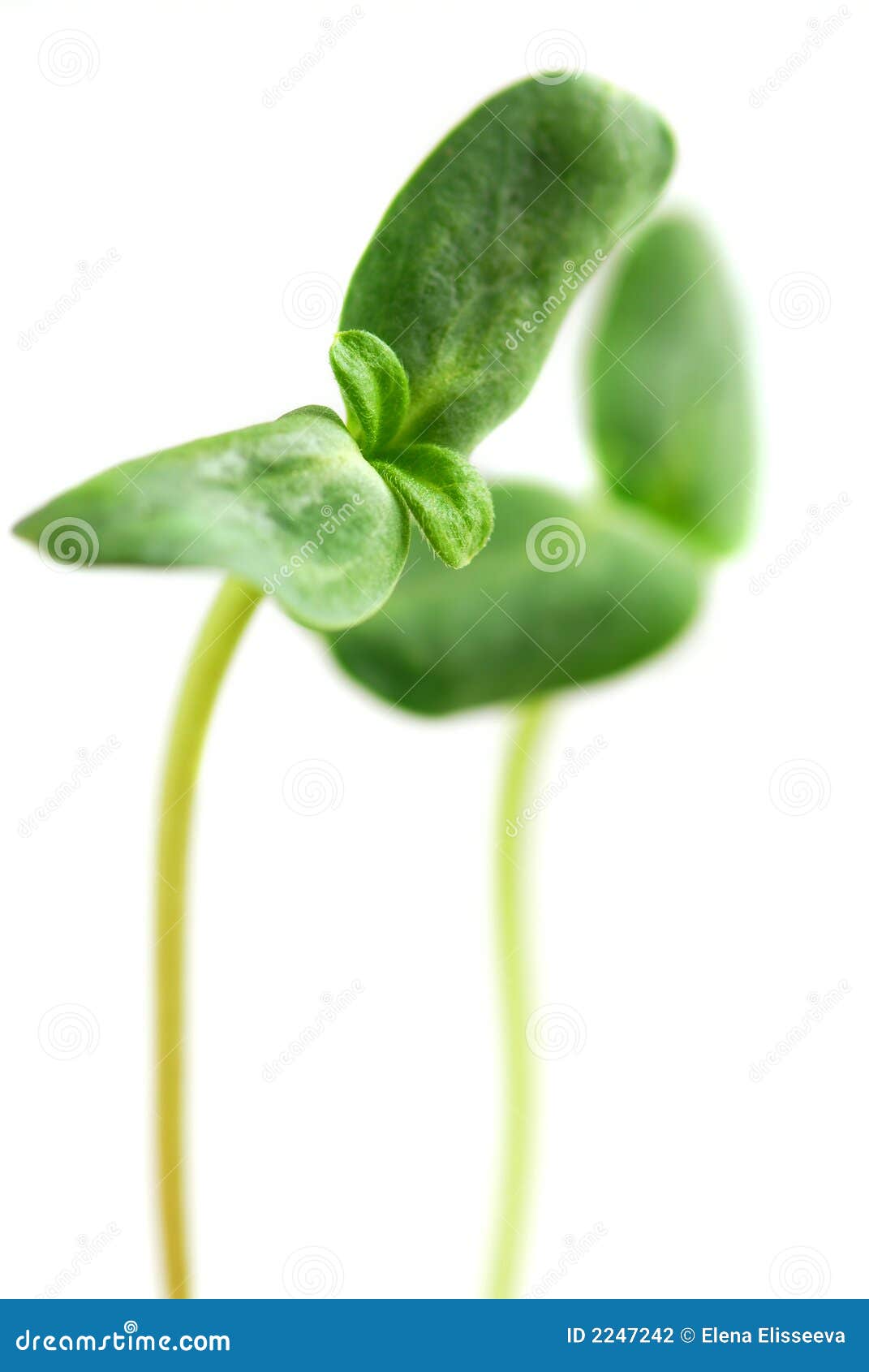 Brotes verdes foto de archivo. Imagen de macro, aislado - 2247242