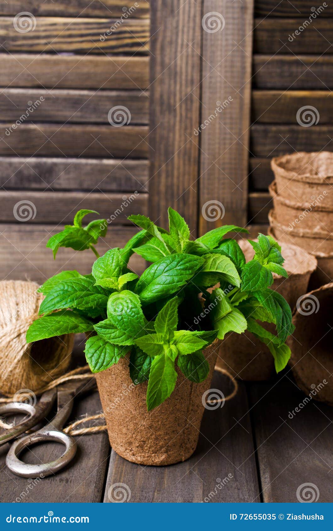 Brotes verdes de la menta imagen de archivo. Imagen de travieso - 72655035