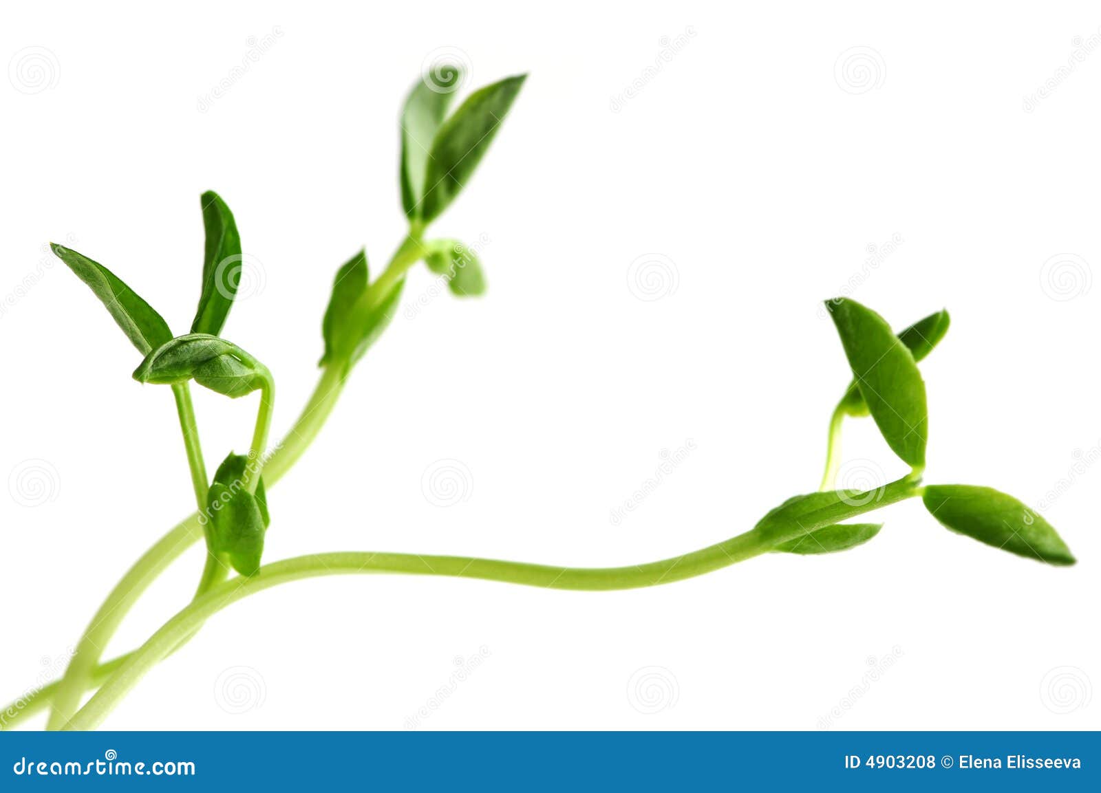 Brotes Verdes En El Fondo Blanco Foto de archivo - Imagen de germine ...