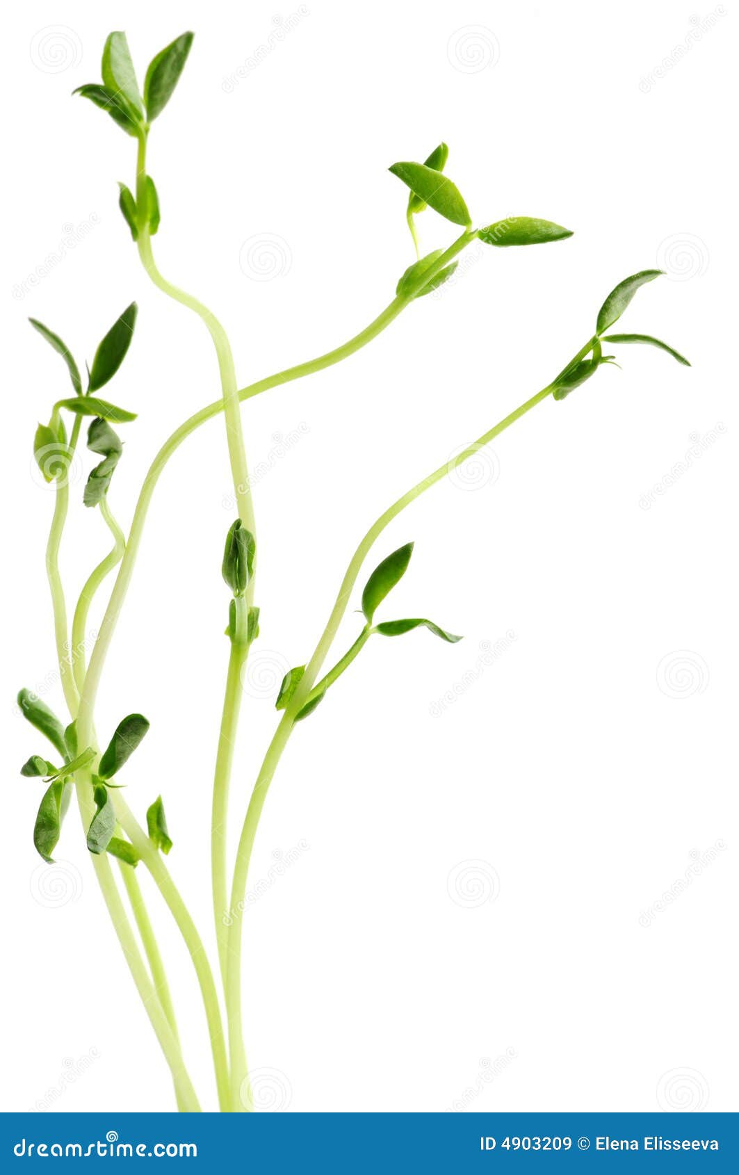 Brotes Verdes En El Fondo Blanco Imagen de archivo - Imagen de delicado ...