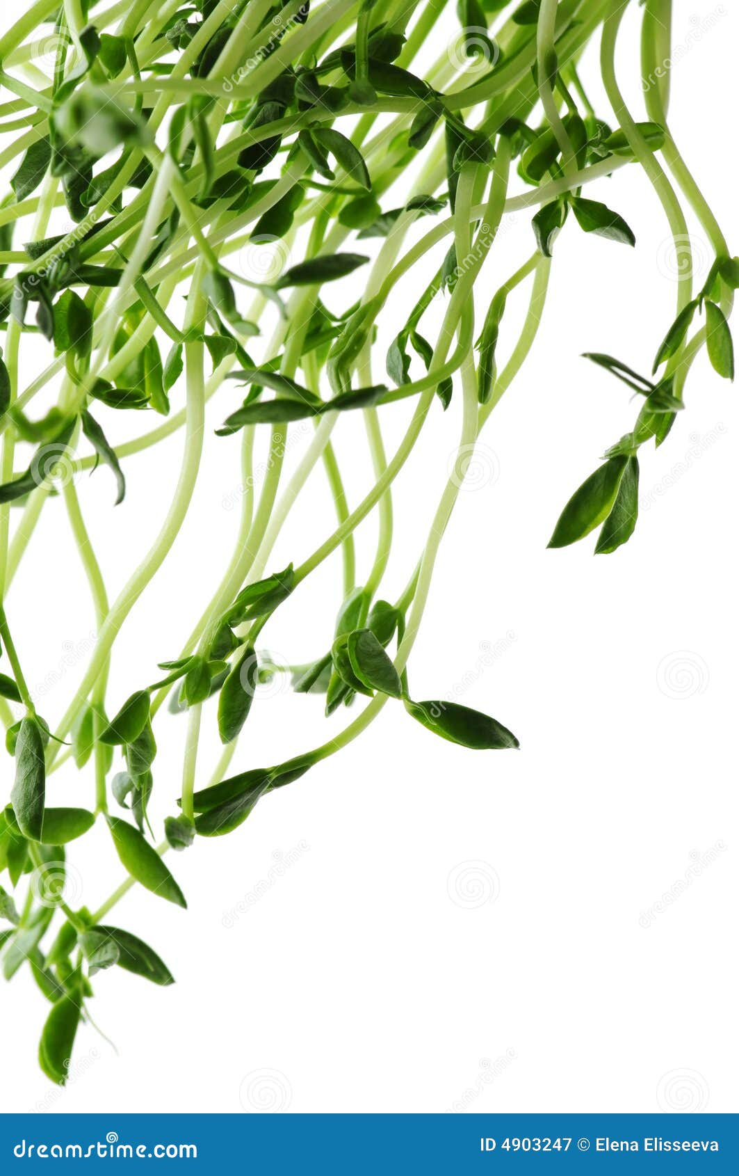 Brotes Verdes En El Fondo Blanco Imagen de archivo - Imagen de fondo ...