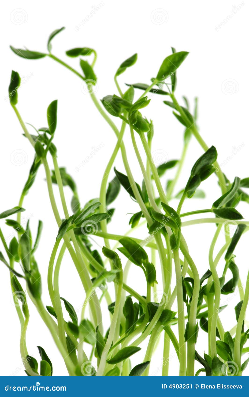 Brotes Verdes En El Fondo Blanco Imagen de archivo - Imagen de fondo ...