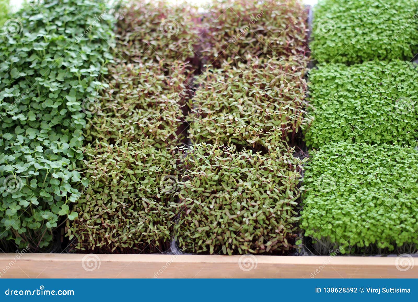 Brotes Verdes Micro Vegetales Para La Comida Sana Foto de archivo ...