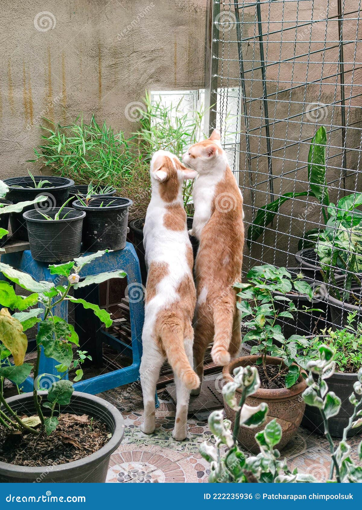 2 brother cats are happy stock photo. Image of grass - 222235936