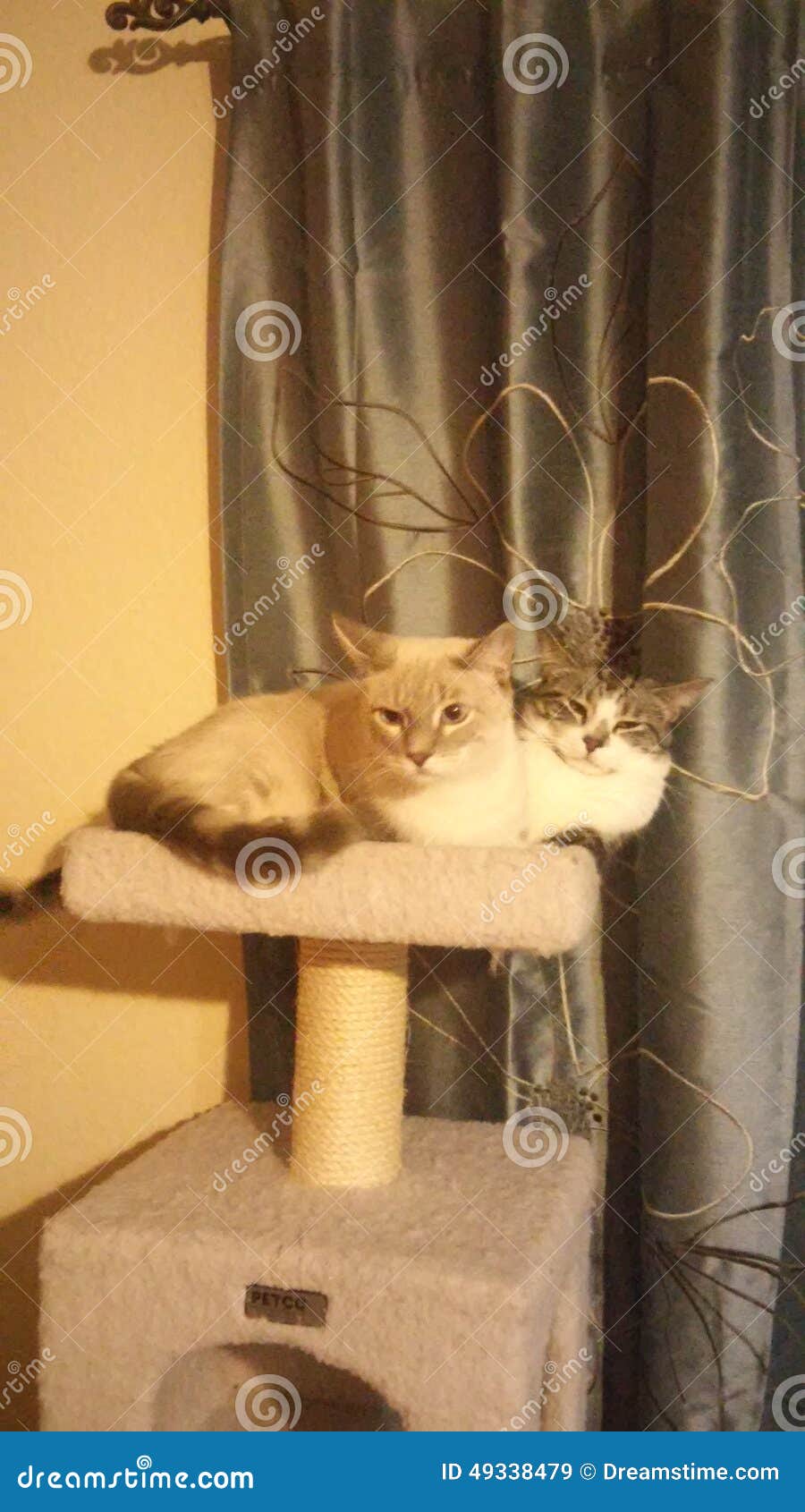 Brother cats stock image. Image of cats, brother, alone - 49338479