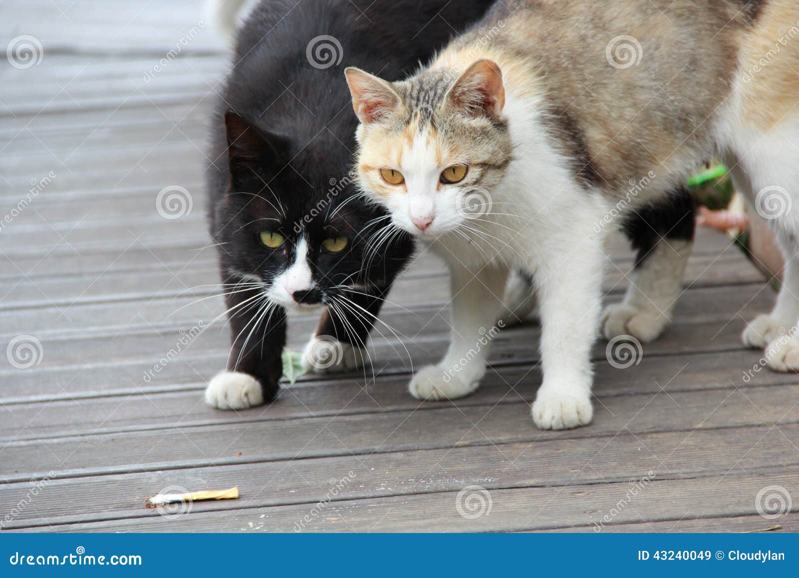 Brother Cats stock image. Image of brother, spotted, small - 43240049