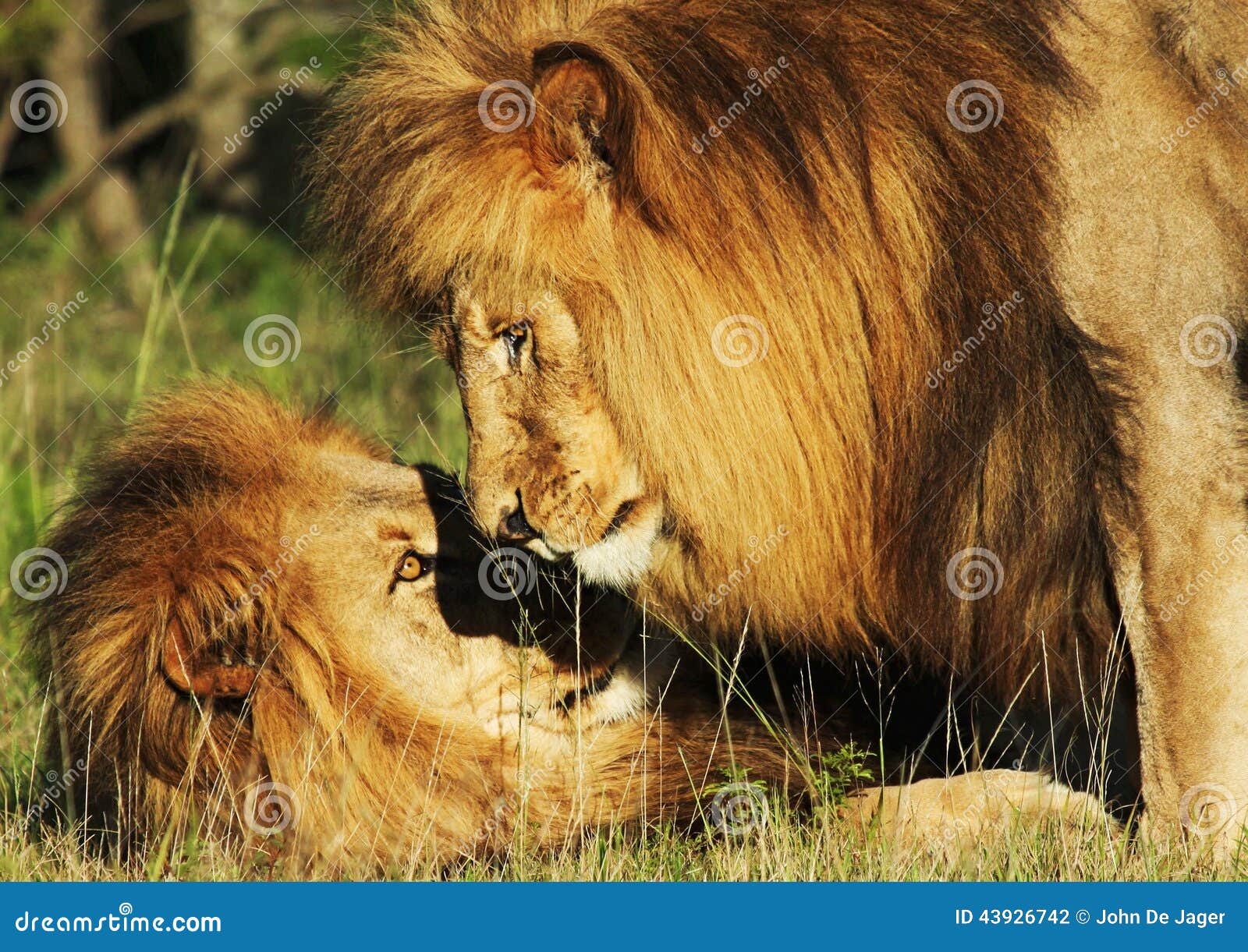 The Brother Lions stock photo. Image of dangerous, face - 43926742