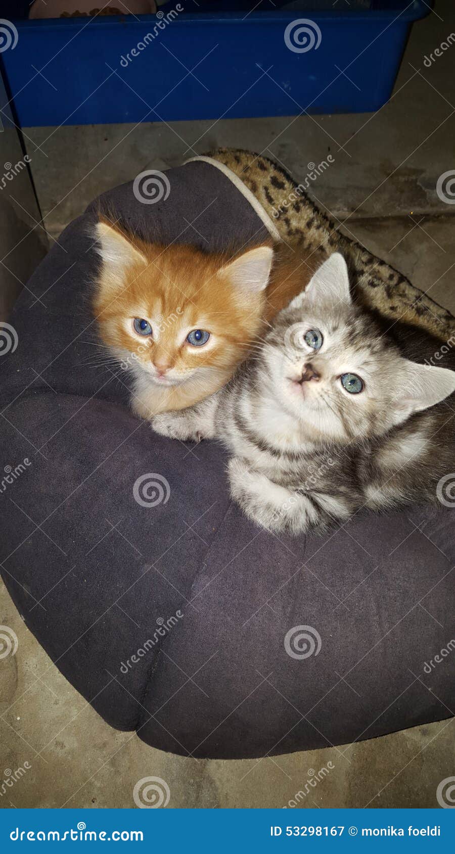 Brother and Sister Kitten S Stock Image - Image of swwt, kitten: 53298167