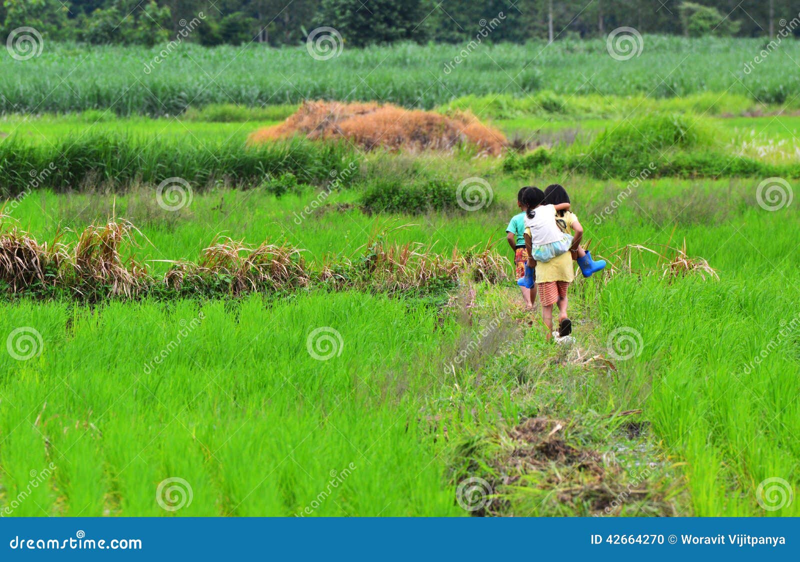 Brother and Sister Rice Fields. Editorial Image - Image of fields ...