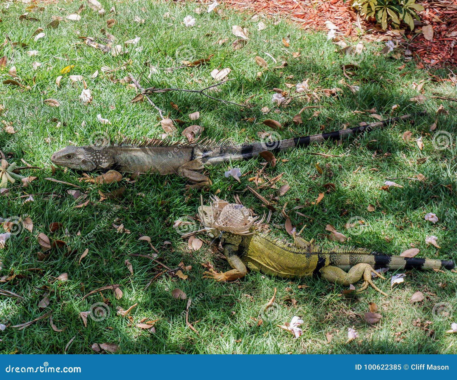 Brother and Sister stock image. Image of rescue, beautiful - 100622385