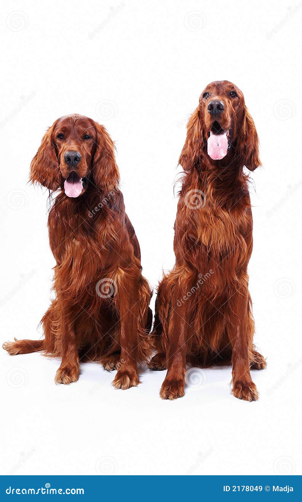Brothers stock image. Image of brothers, canine, valentine - 2178049