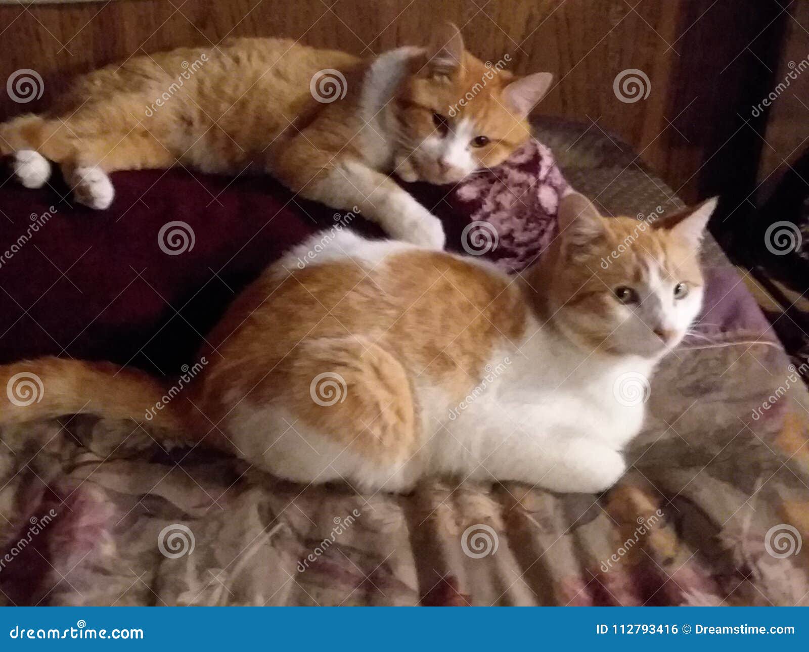 Picky Kitty Stock Photos - Free & Royalty-Free Stock Photos from Dreamstime