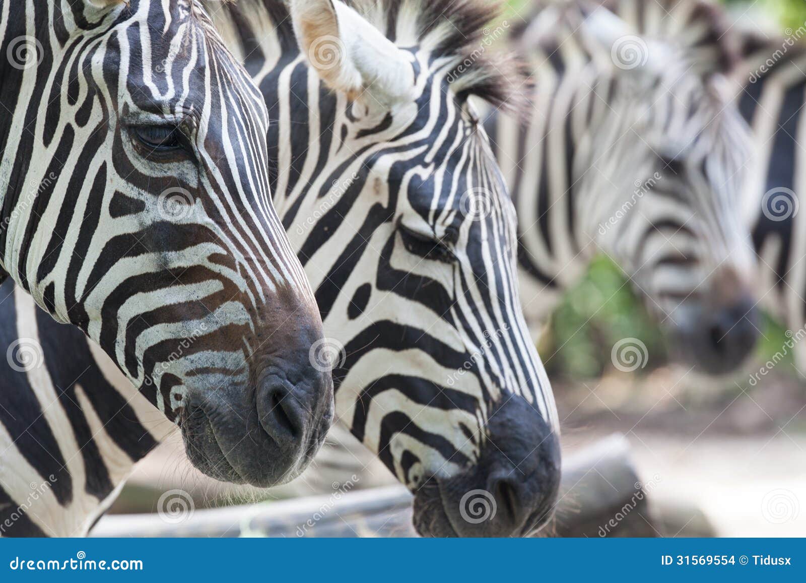 Brothers stock photo. Image of mammal, zebra, heart, mammals - 31569554