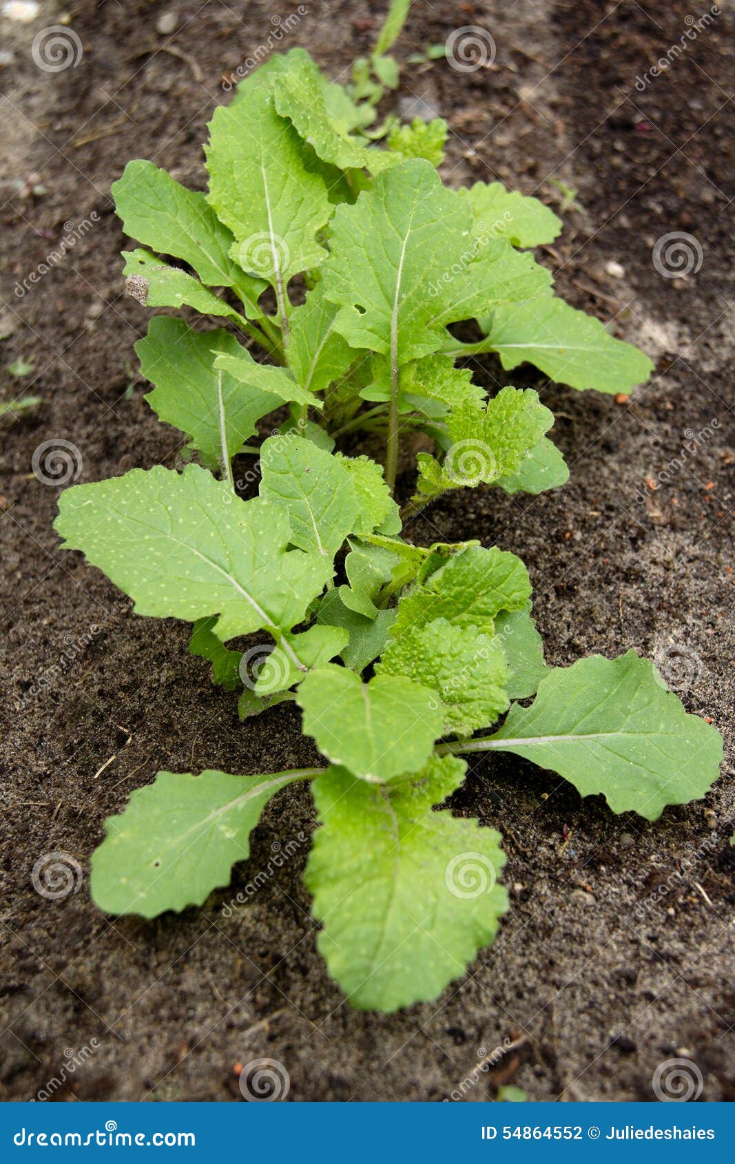 Broto Do Nabo No Jardim Vegetal Foto de Stock - Imagem de vista, jardim ...