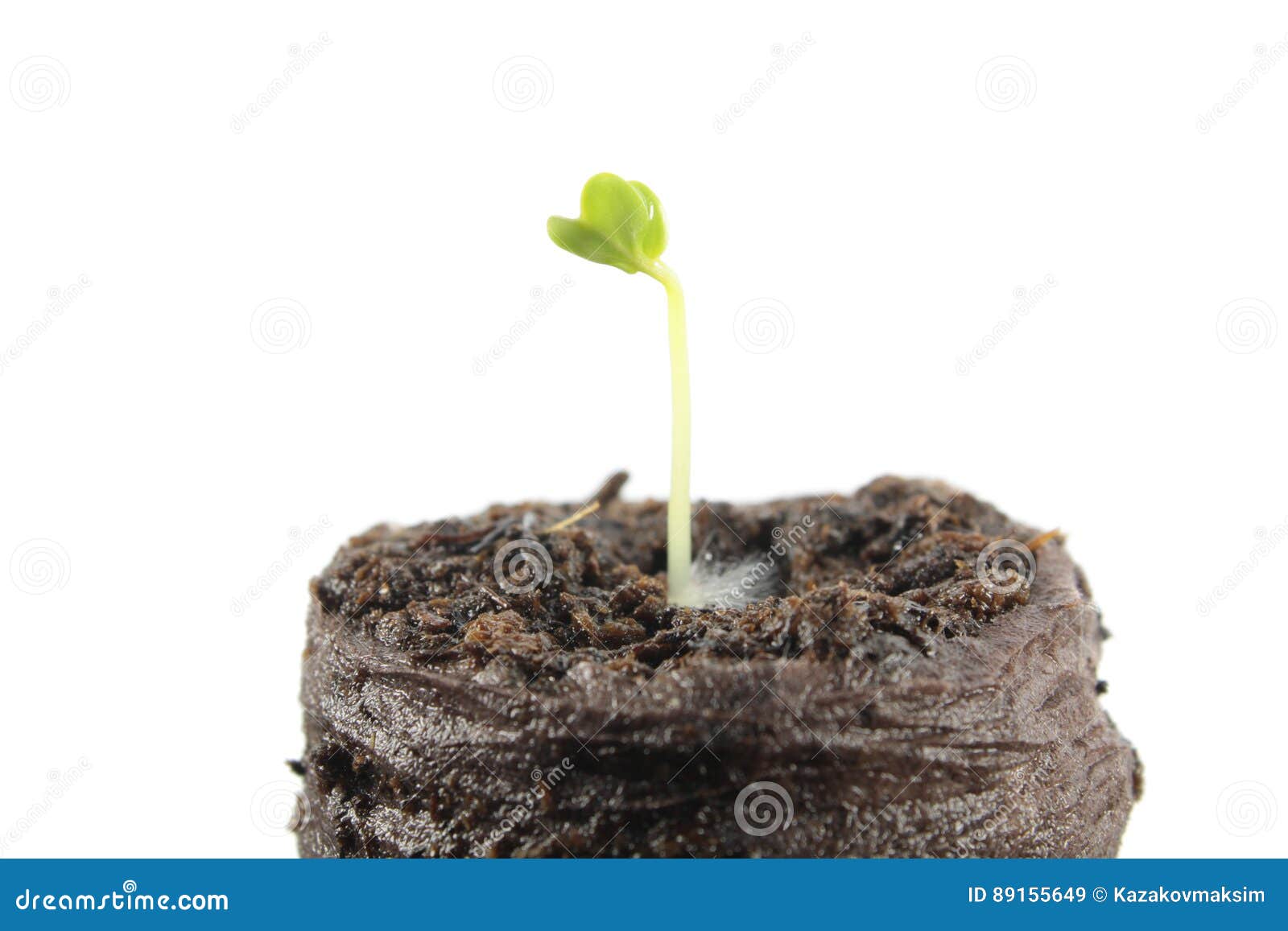 Broto Do Rabanete Isolado No Fundo Branco Imagem de Stock - Imagem de ...