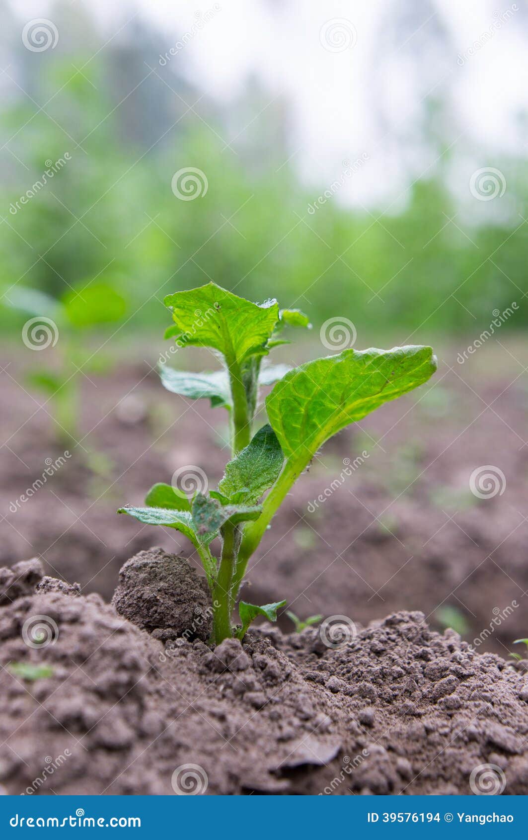 Broto verde da batata foto de stock. Imagem de ecologia - 39576194