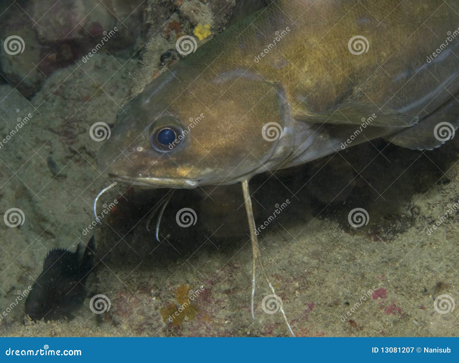 Brotola stock image. Image of bearded, marine, scuba - 13081207