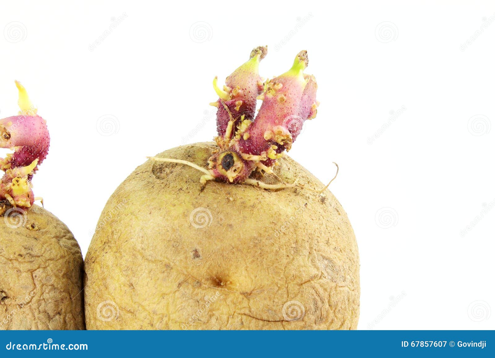 Brotos Da Batata Isolados No Fundo Branco Imagem de Stock - Imagem de ...