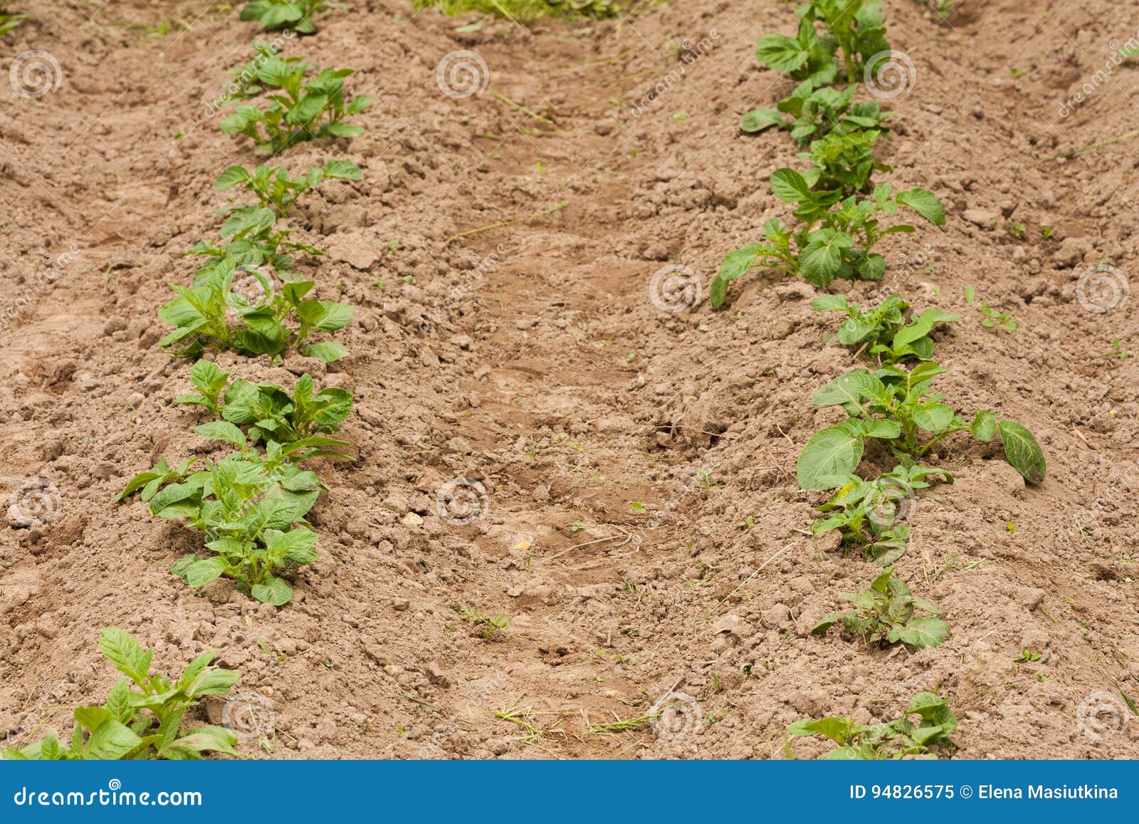 Brotos Da Batata Que Crescem Do Solo No Campo Da Batata Imagem de Stock ...