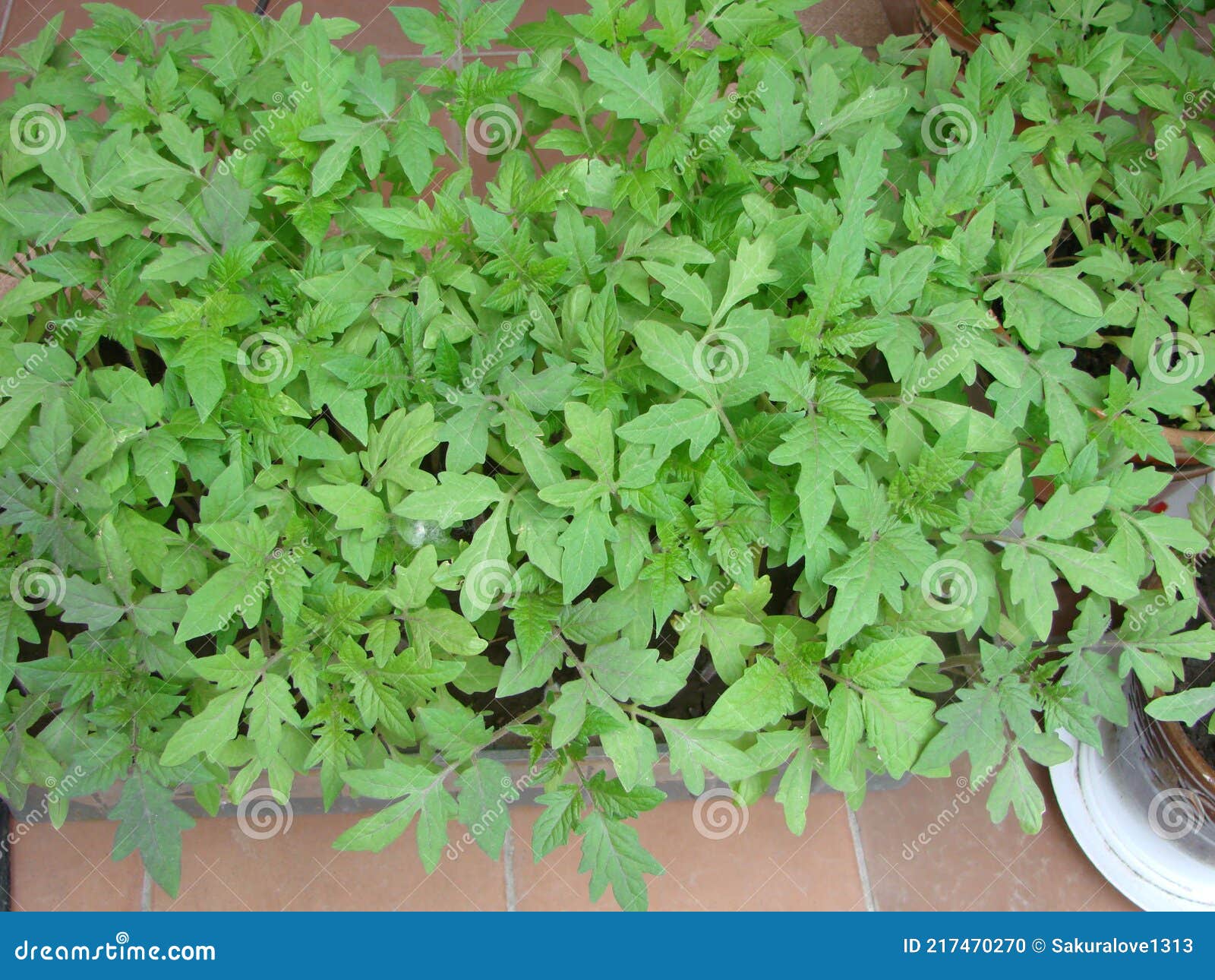 Brotos De Tomate Germinados Com Tomate Em Estufa Foto de Stock - Imagem ...