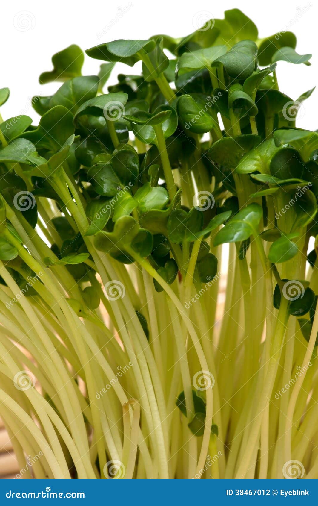 Brotos-Raphanus Do Rabanete Sativus Foto de Stock - Imagem de tiros ...