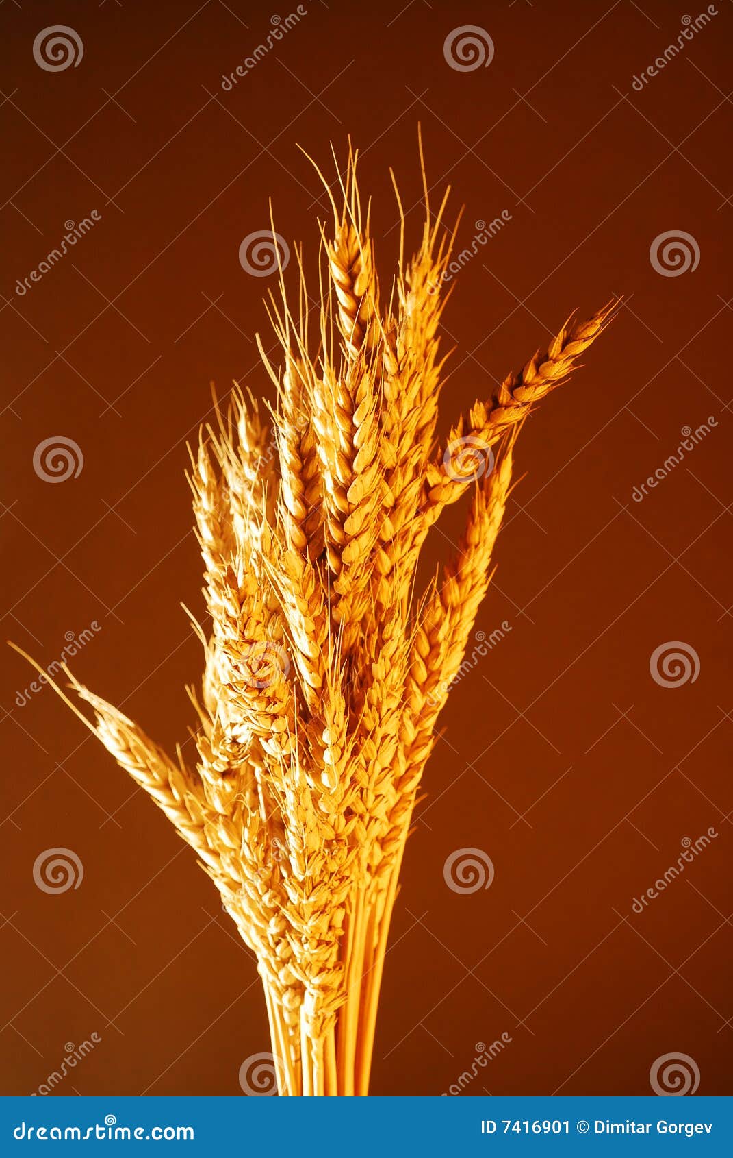 Brotweizen stockbild. Bild von getreide, platz, vollständig - 7416901