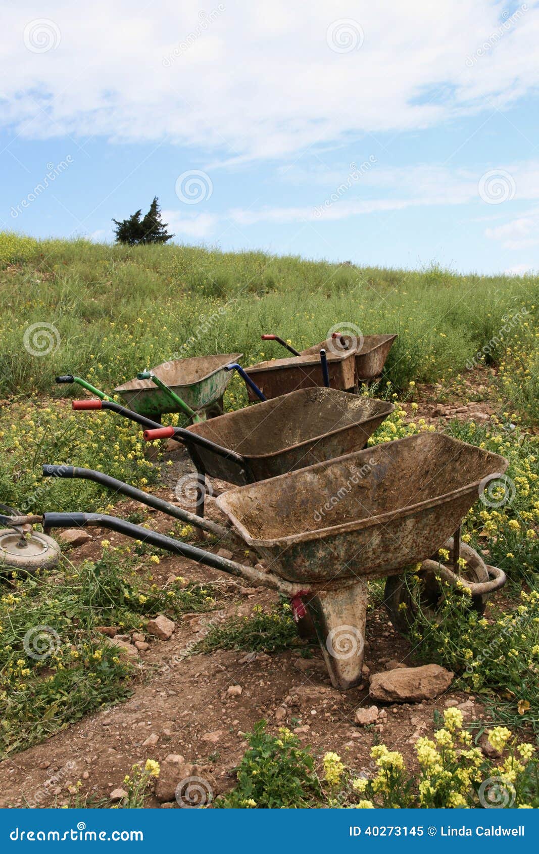 Brouettes image stock. Image du fleurs, ciel, vide, dinde - 40273145