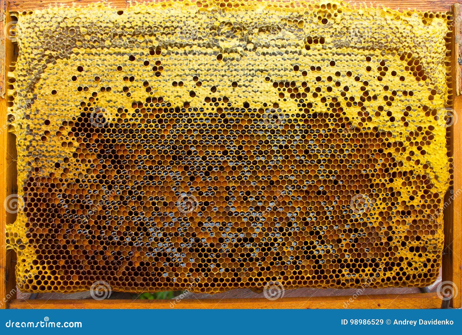 Pollen, Nectar and Honey in Combs Stock Image - Image of nectar ...