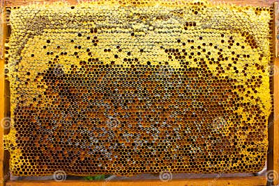Pollen, Nectar and Honey in Combs Stock Image - Image of nectar ...