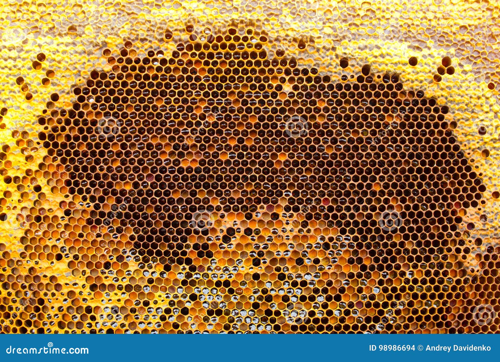 Pollen, Nectar and Honey in Combs Stock Photo - Image of golden ...