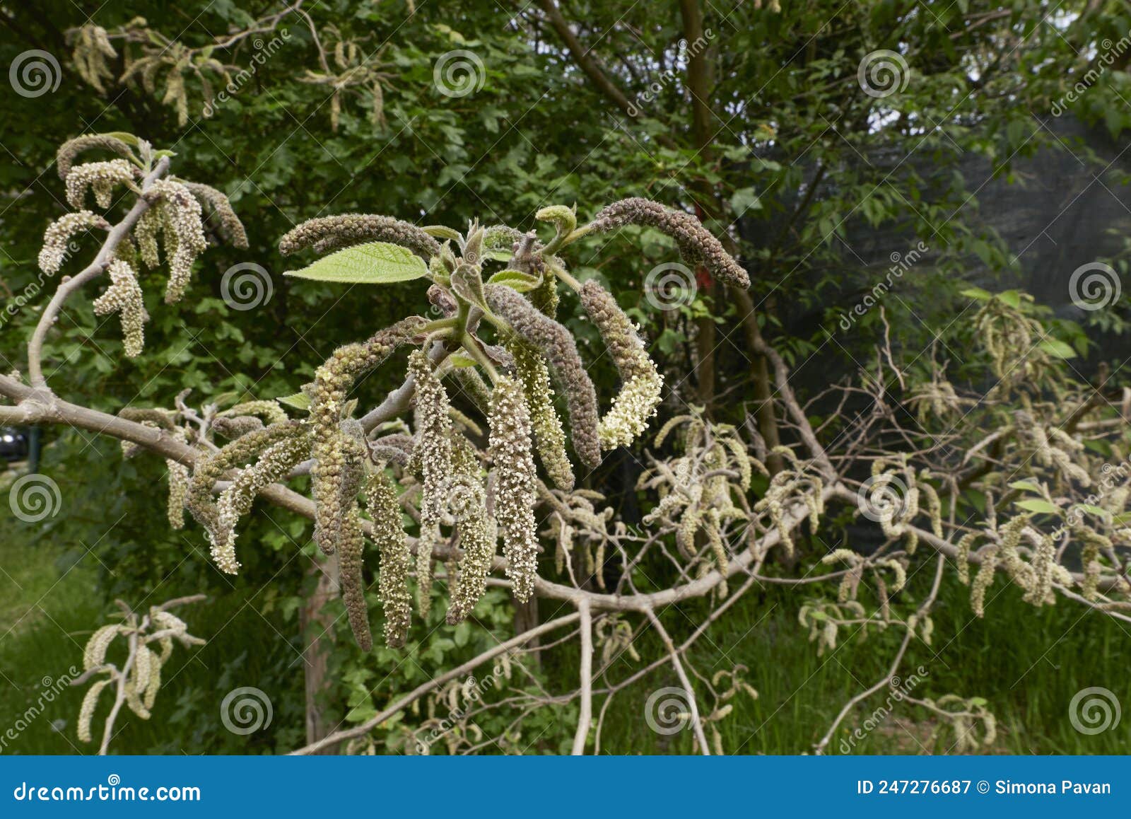 Broussonetia Papyrifera in Bloom Stock Image - Image of bloom, fiber ...