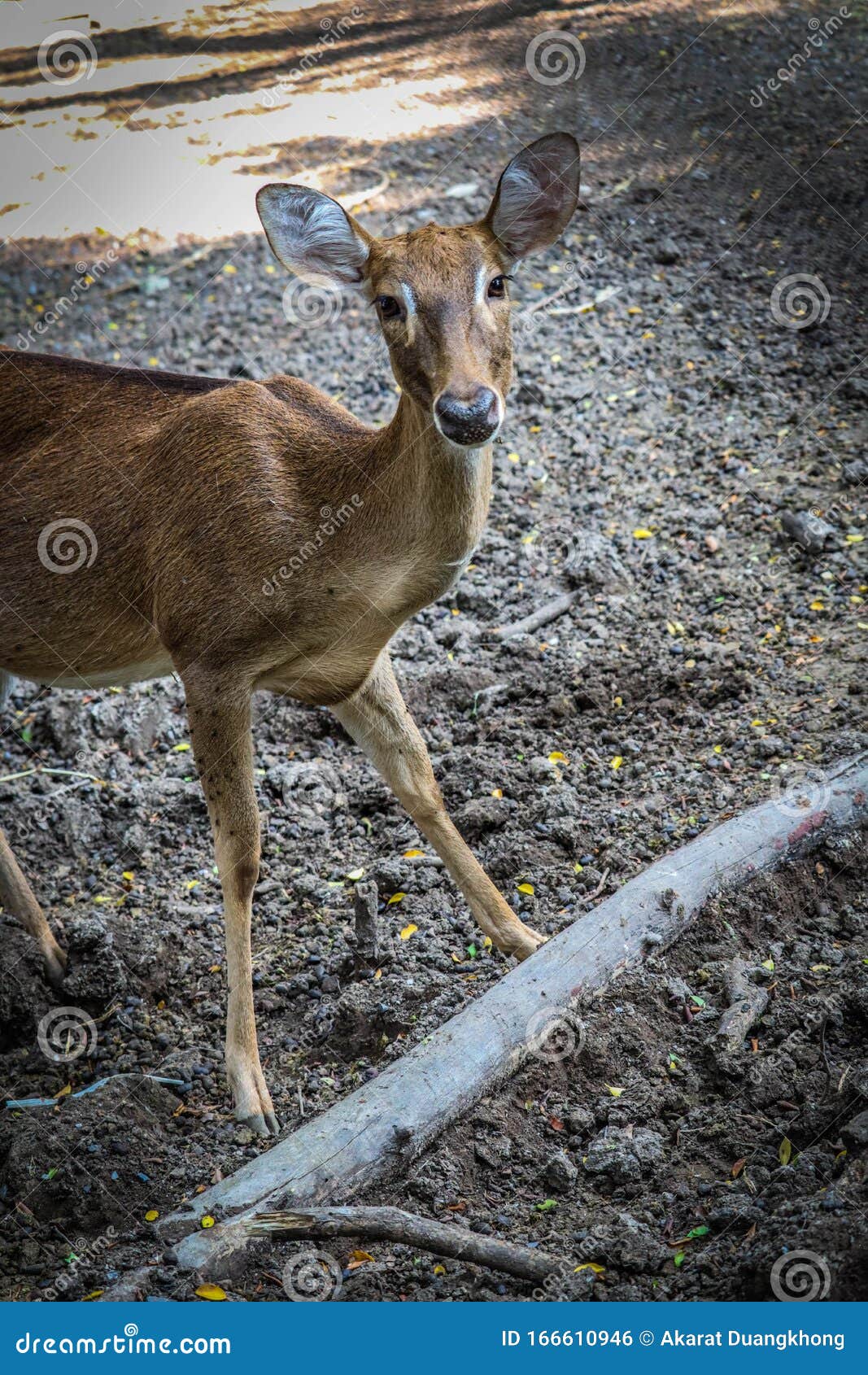 Brow-antlered deer stock photo. Image of jungle, habitat - 166610946