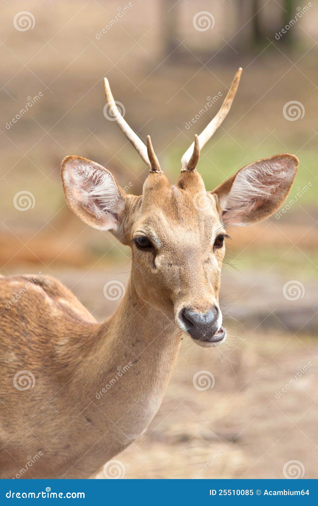 A Brow-Antlered Deer ( Cervus Eldii) Portrait Stock Image - Image of ...