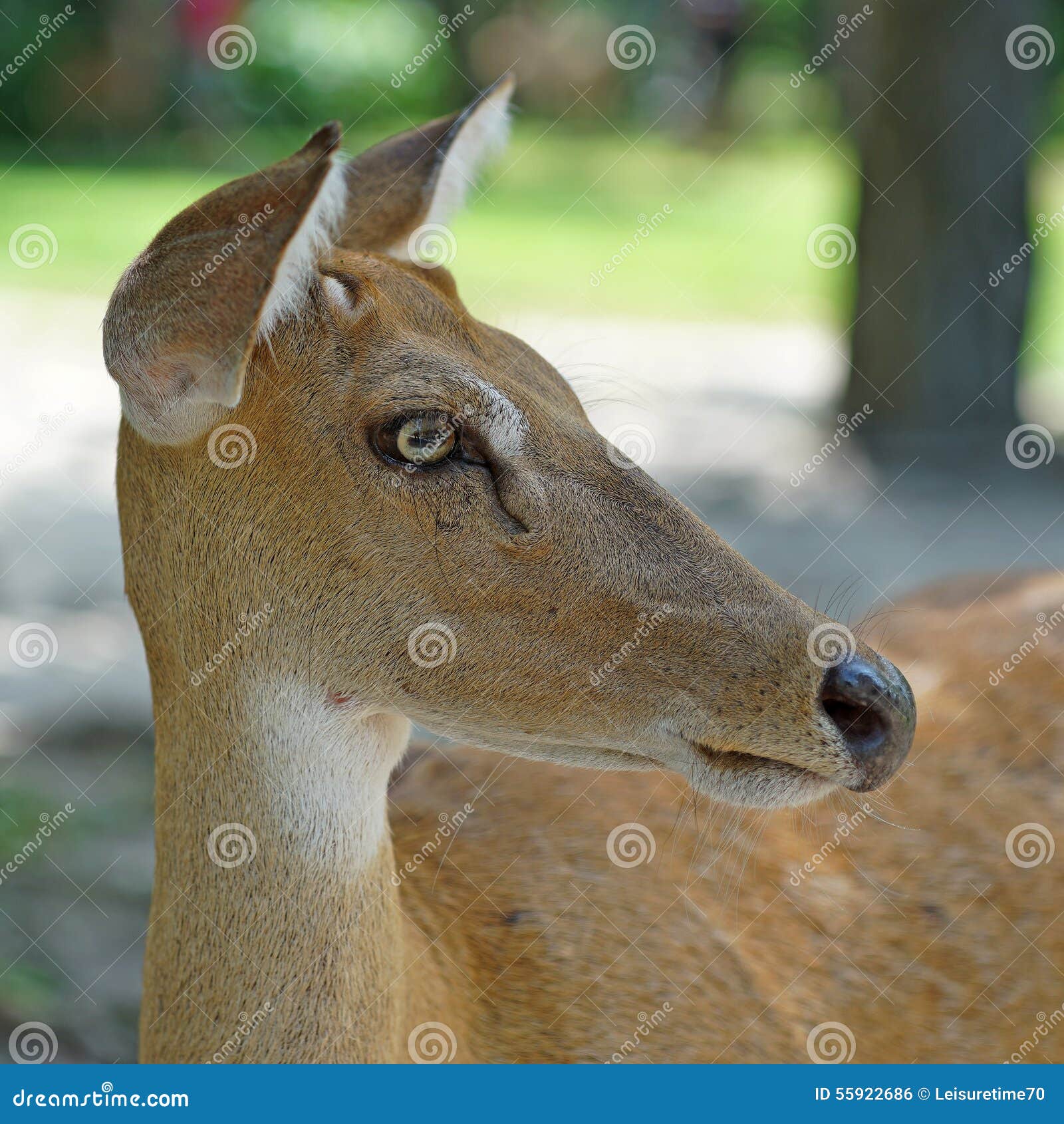 Brow antlered deer stock photo. Image of wildlife, jungle - 55922686