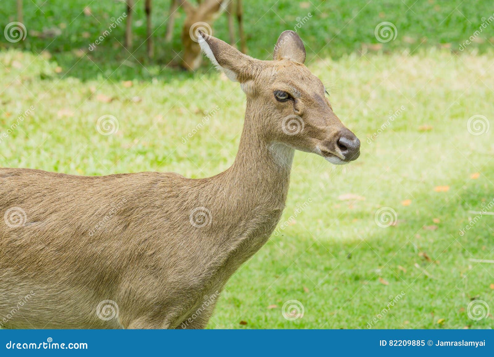 Brow-antlered deer stock image. Image of brow, female - 82209885